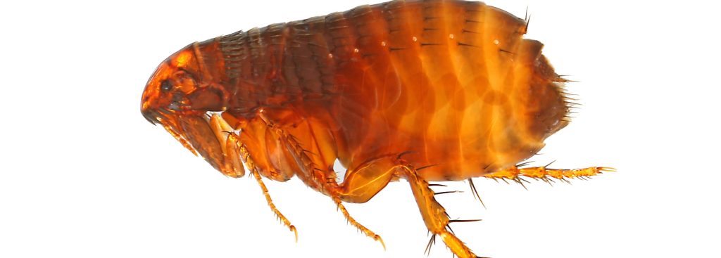 New FleaNet partners announced! – FleaNet: Flea-borne Disease ...